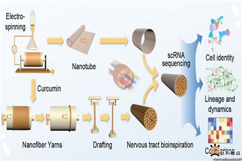 齐鲁医院倪石磊教授团队在纳米纤维支架促进神经修复领域取得新进展 山东大学齐鲁医学院