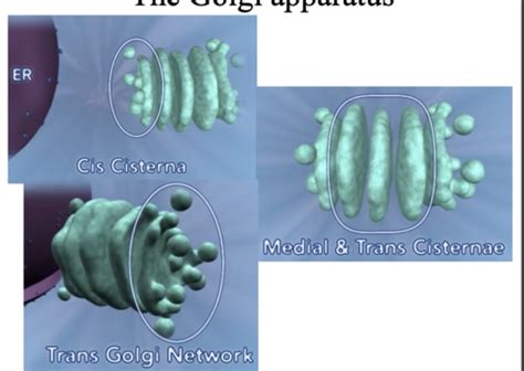 Intracellular Protein Trafficking Flashcards Quizlet