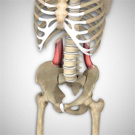 Quadratus Lumborum Attachments And Actions 3d Muscle Lab