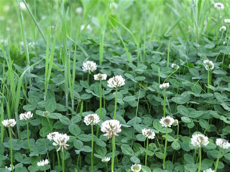 행운의 네잎 클로버 찾기 Gis Developer 행운의 네잎 클로버 찾기 Gis Developer