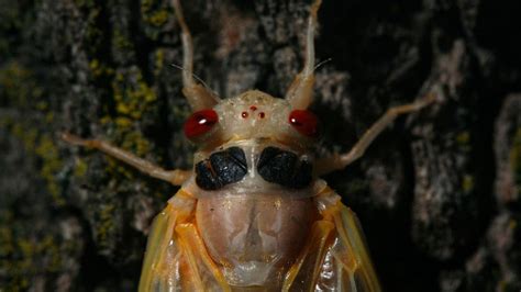 Cicada Invasion Trillions Of Noisy Flying Insects To Swarm Us For
