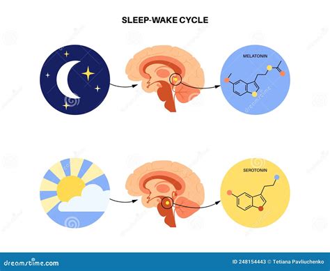 Melatonin Effects On Sleep Wake Udonho