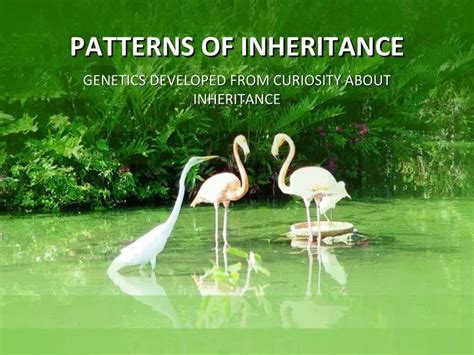 Ppt Patterns Of Inheritance Powerpoint Presentation Free Download