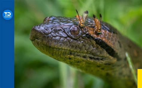 La Anaconda La Serpiente Mas Grande Del Mundo Imgenes Descubren Una