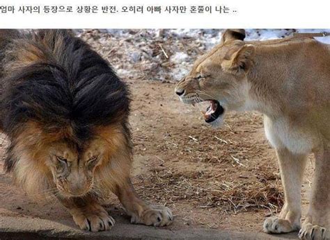 혼나는 아빠 인스티즈 Instiz 이슈 카테고리