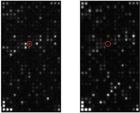 Example Of Two Low Density Oligonucleotide Arrays With Different