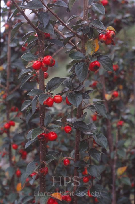 Cotoneaster Simonsii