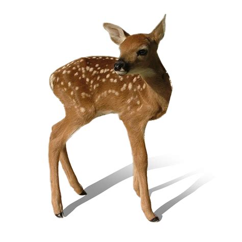 Deer PNG Deer Transparent Background FreeIconsPNG