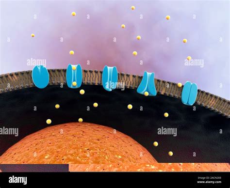 Cell Membrane Computer Artwork Of A Section Through An Animal Cell