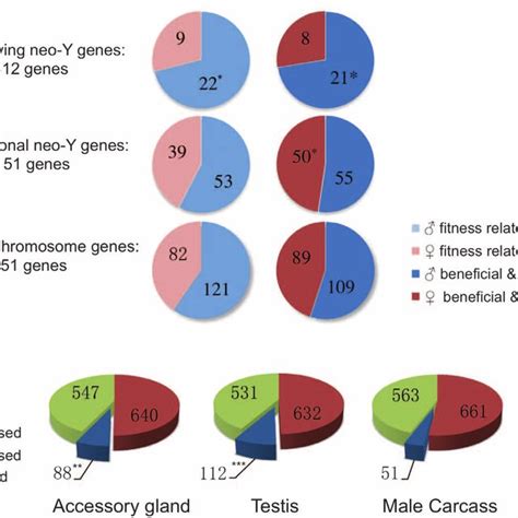 A Sex Specific Fitness Effects And Sexual Antagonism Of Neo Sex Genes