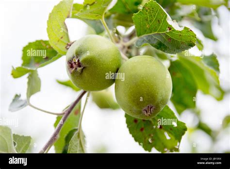 Apple Tree With Apples Stock Photo Alamy