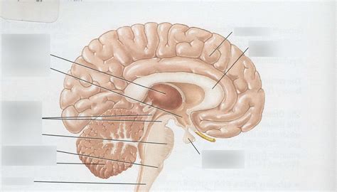 144 Brain Midsagittal Section Diagram Quizlet
