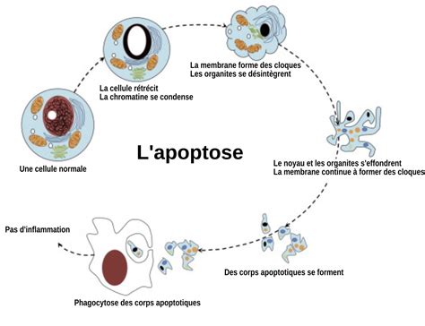 Un Mécanisme De Mort Cellulaire Programmée Lapoptose Planet Vie
