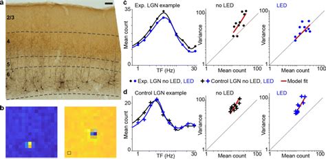 Example Virus Infected Cg Neurons Lgn Neuronal Spatial Receptive Field