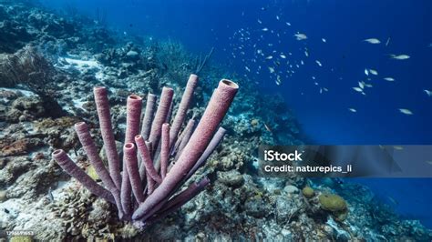 카리브해의 산호초 청록색 물 물고기 산호 스토브 파이프 스폰지가 있는 큐라소의 바다 경관 0명에 대한 스톡 사진 및 기타 이미지 Istock