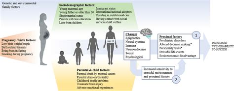 Schematic Representation Of The Effect Of Early Life Factors On Download Scientific Diagram