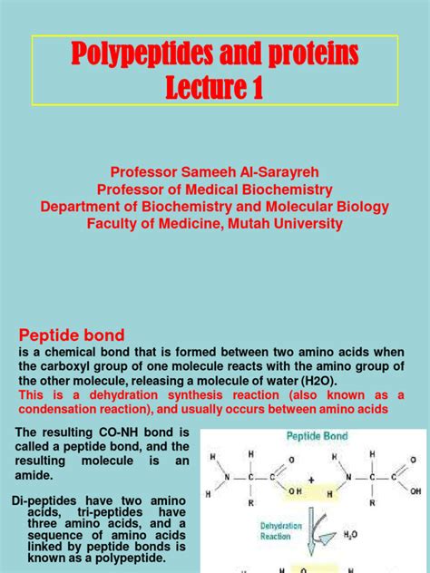 Proteins 1 1 Pdf Beta Sheet Alpha Helix