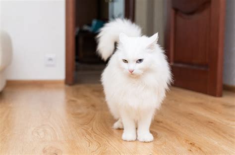 Facts About Cats Cat Breed Information And Characteristics Katkin