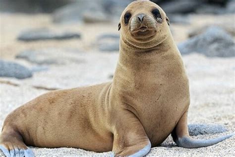 فرارو ویدئو تجمع هزاران شیر دریایی در سواحل جزیره ساخالین روسیه