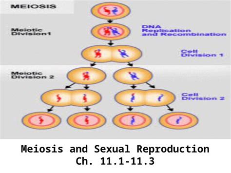 PPTX Meiosis And Sexual Reproduction Ch Why Meiosis Advantages Dramatic Increase