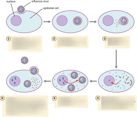 Diagram Of Virus Replication Cycle Diagram Quizlet