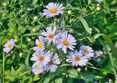100 Aster Tataricus Foto Stok Potret And Gambar Bebas Royalti Istock