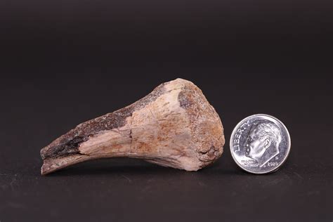 Root Fossil Or Claw Fossil