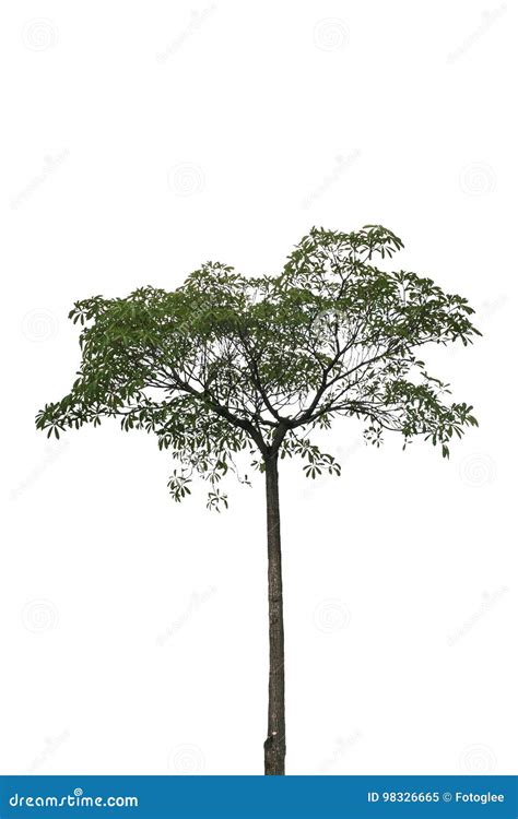 Isolated Tree On White Background Stock Image Image Of Field Forest