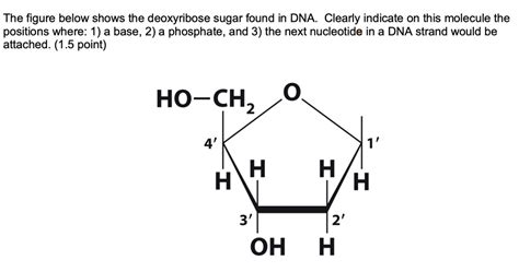 [get Answer] The Figure Below Shows The Deoxyribose Sugar Found In Dna Clearly Indicate On This