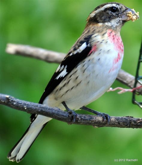 Rose Breasted Grosbeak Audubon Field Guide