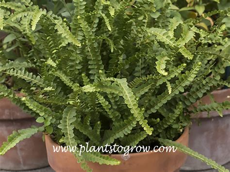 Lemon Button Fern Nephrolepis Cordifolia Duffii Plants To Grow