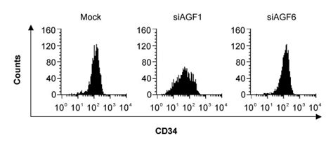 Runx1 Cbfa2t1 Depletion Diminishes Cd34 Expression Seven Days After