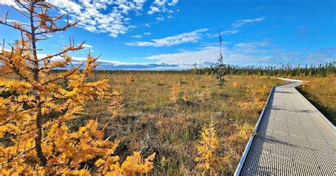 This Secluded Bog Boardwalk In Minnesota Is So Worthy Of An Adventure