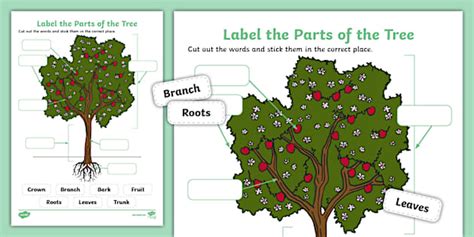 Label The Tree Teacher Made Twinkl