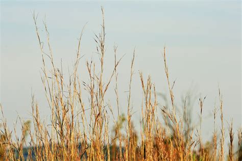Veldgrasstallstraightyellow Free Image From