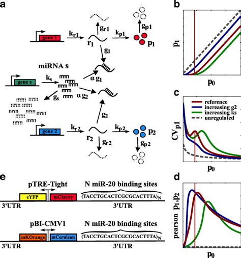 Model And Predictions A Sketch Of The Minimal Model Of Mirnatarget Download Scientific