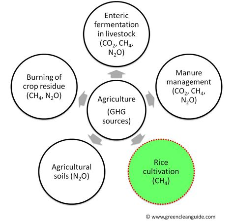 Green House Gas Emissions From Indian Rice Fields Green Clean Guide