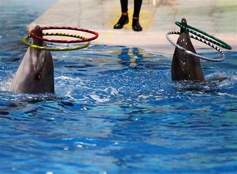 بازدید هیجان ‌انگیز و بی‌ نظیر از دلفین ها در مشهد و کیش