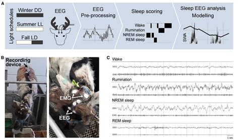 빨간 코 루돌프 순록은 먹이 새김질하면서 잠잔다 한국경제