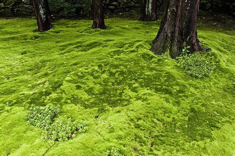 How To Grow A Moss Lawn Benefits Disadvantages And Tips