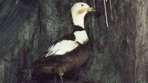 Labrador Duck Pied Duck Extinct Species