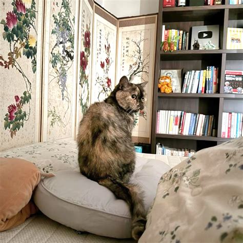 네코스토리 서울 본점 강아지 고양이 유기묘 유기견 길 고양이 아깽이 댕냥이 무료 분양 입양 보호 위탁 허위 X 네코스토리에서는 24 11 01 이후로 책임 비용을