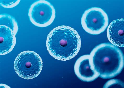 Stem Cells And How They Can Reverse Aging And Increase Longevity Joanna