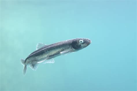 Capelin Sjávarlíf