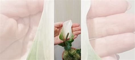 Антуриум Joli Pulse купить в Муроме Товары для дома и дачи Авито