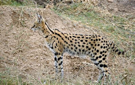 African Serval In The Serengeti Stock Image Image Of African Africa