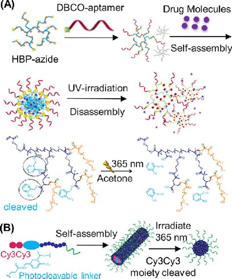 Different Types Of Light Responsive Dna−polymer Dynamic Nanostructures Download Scientific