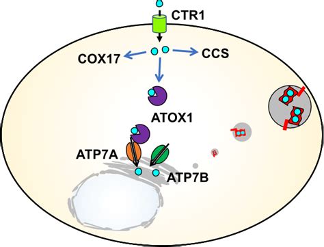 Pdf Metalation And Maturation Of Zinc Ectoenzymes A Perspective