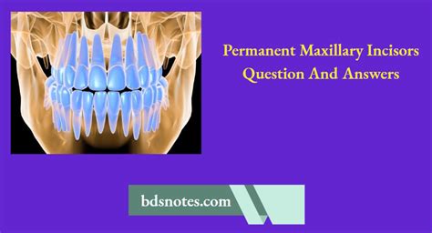Permanent Maxillary Incisors Question And Answers Bds Notes