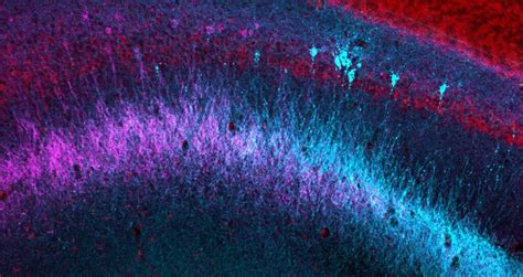 Brain Computation And Behavior Lab Azahara Oliva And Antonio Fernandez Ruiz Lab At Cornell